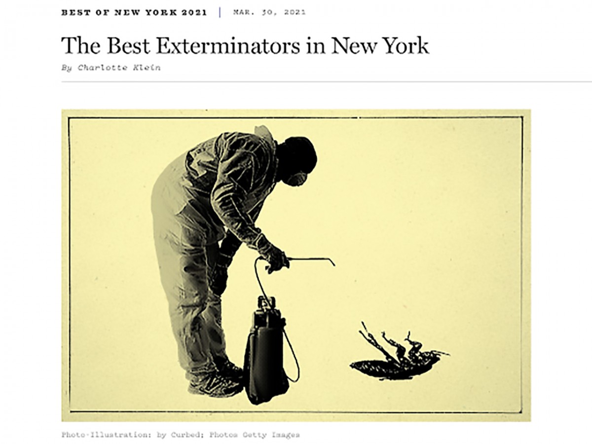 All About Spider Webs | Pest Control NYC - Best Pest Exterminators