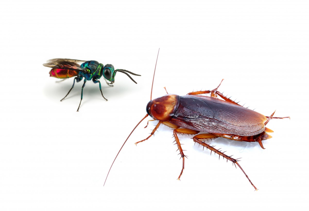 Types of Cockroaches that live in NYC | Pest Control NYC - Best Pest ...